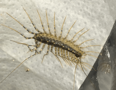 ゲジゲジの種類は2種類！『ゲジゲジみたいな虫』はムカデorヤスデかも